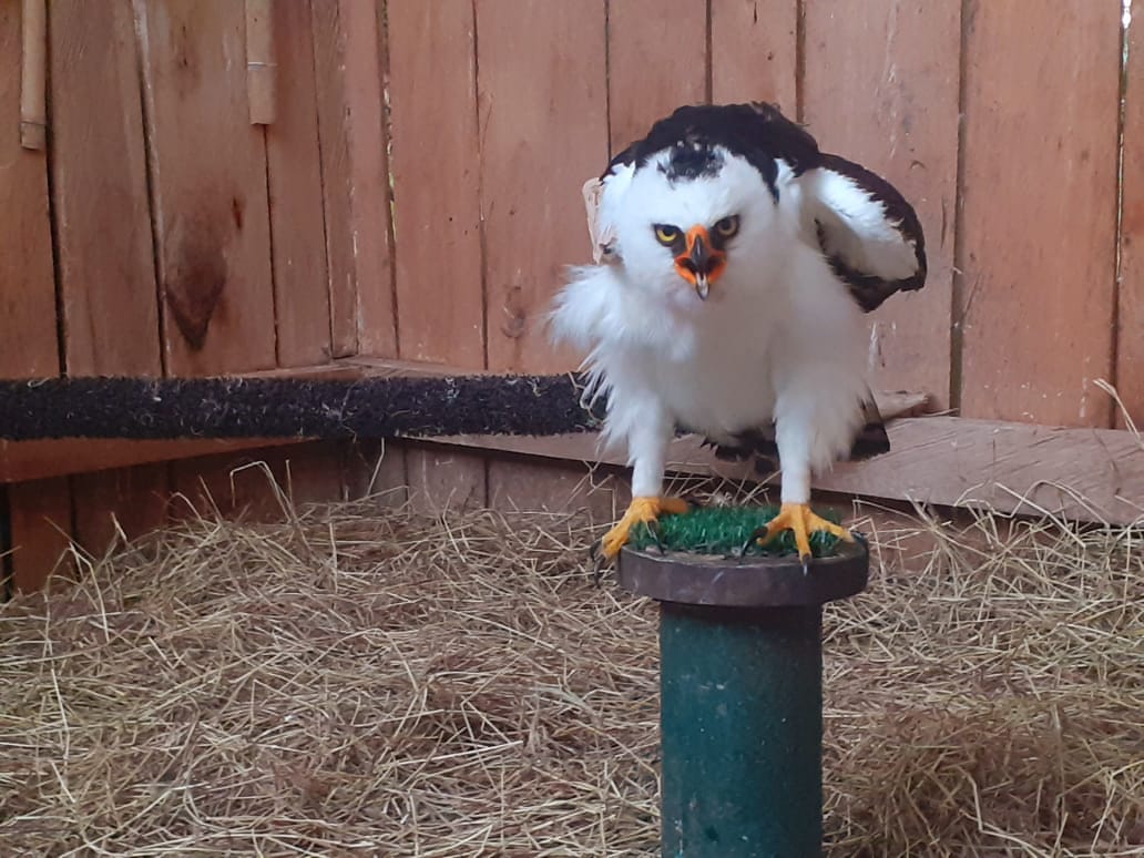 Libertad para este individuo de Aguila Blanquinegra (Spizaetus ...